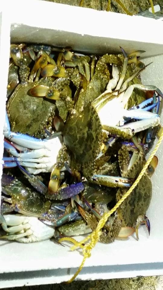 Crabbed | A Singaporean In Australia