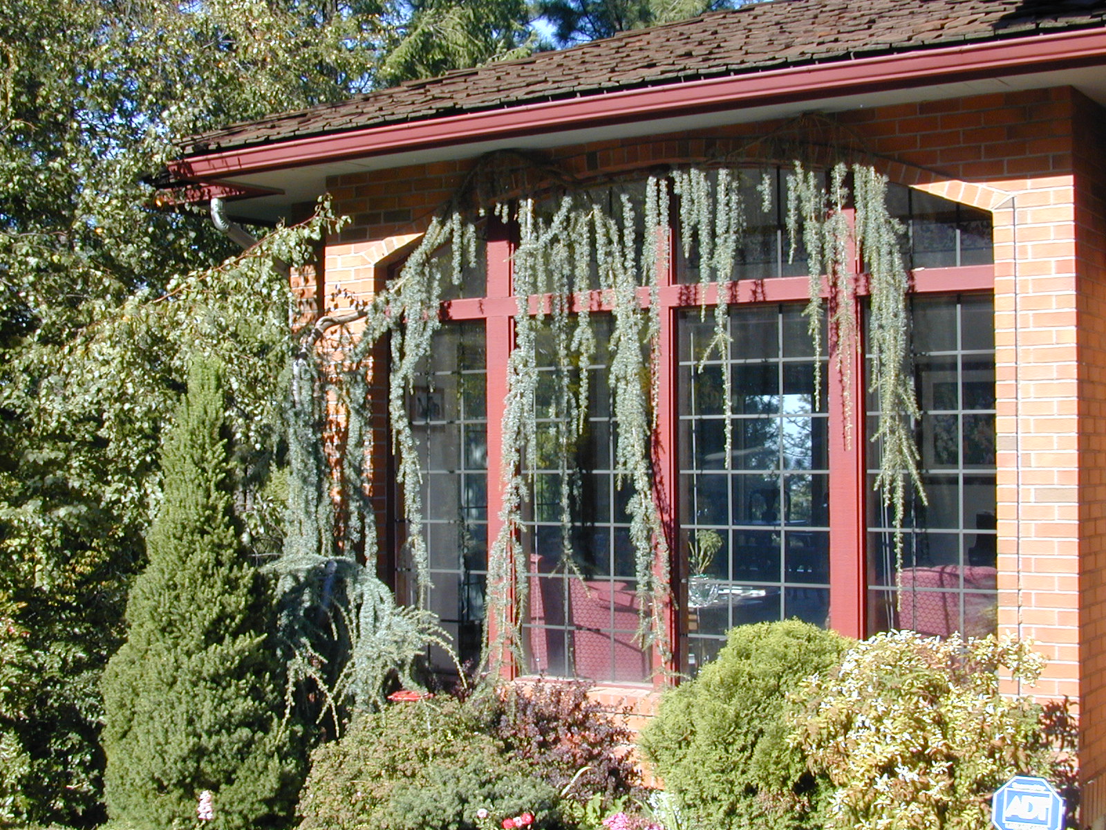 Trees of Santa Cruz County: Cedrus atlantica 'Glauca' - Blue Atlas Cedar