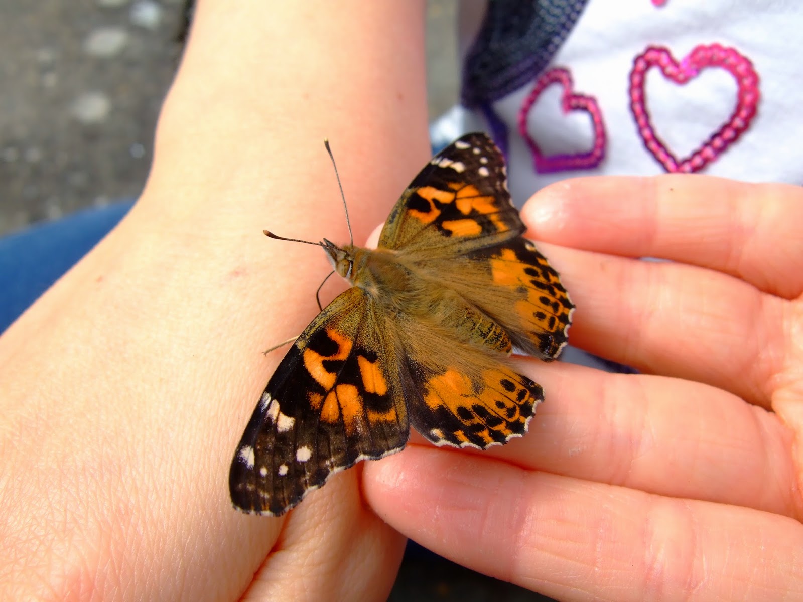 NestBoxTech: How to grow your own butterflies