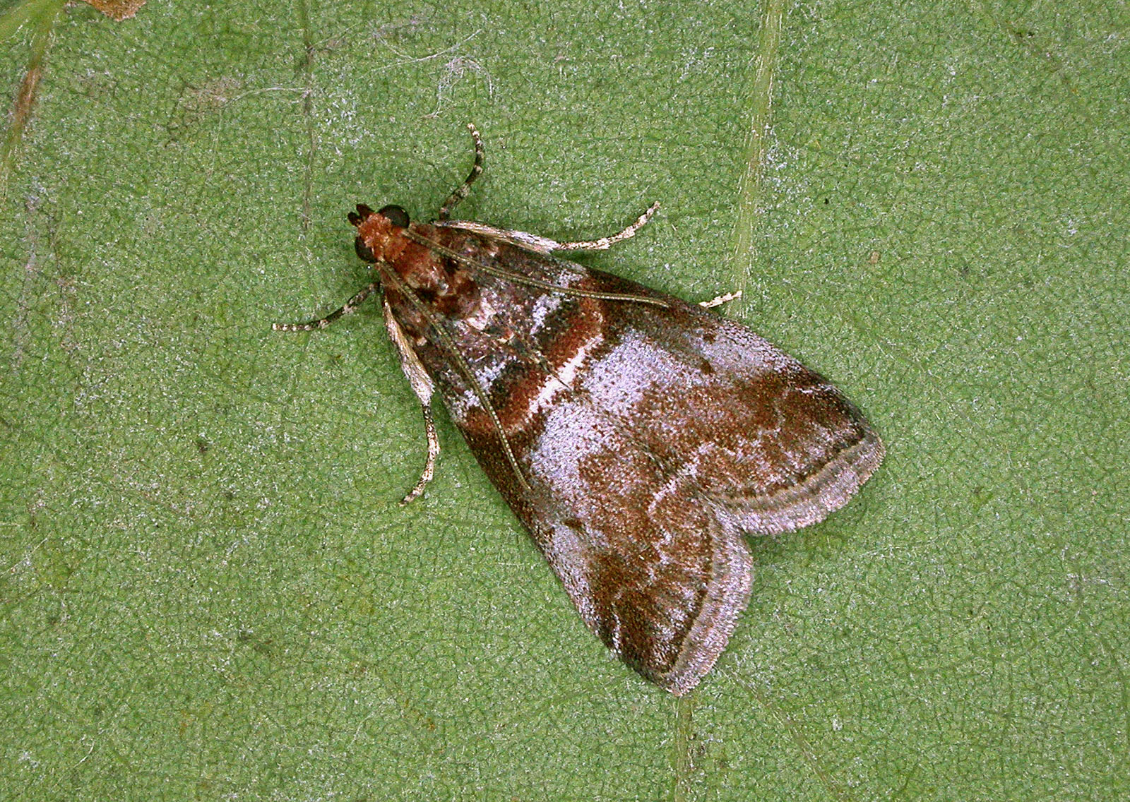 Charlie's moths of Calderdale.: 45: PLUME MOTHS, 62: PYRALIDS