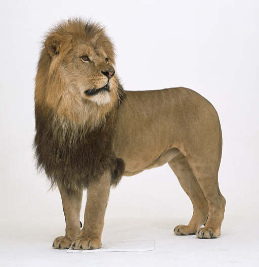 Mundo Animal : león (panthera leo)