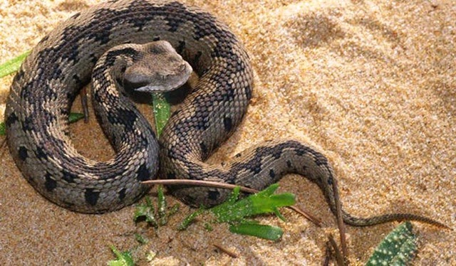 10 Racun Paling Mematikan di Dunia ~ DETABAZE's Blog