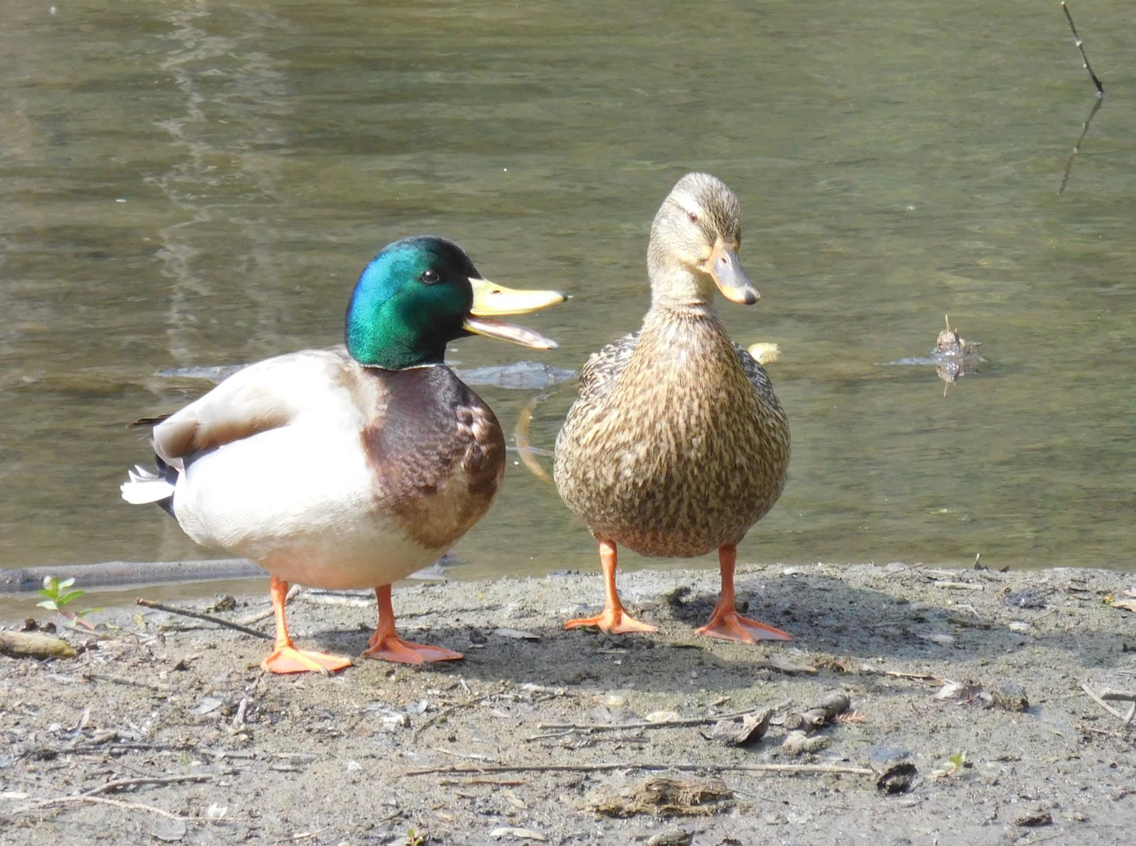 Berkeley Backyard Bird Blog: Mountain Talks Lecture: "Extraordinary ...