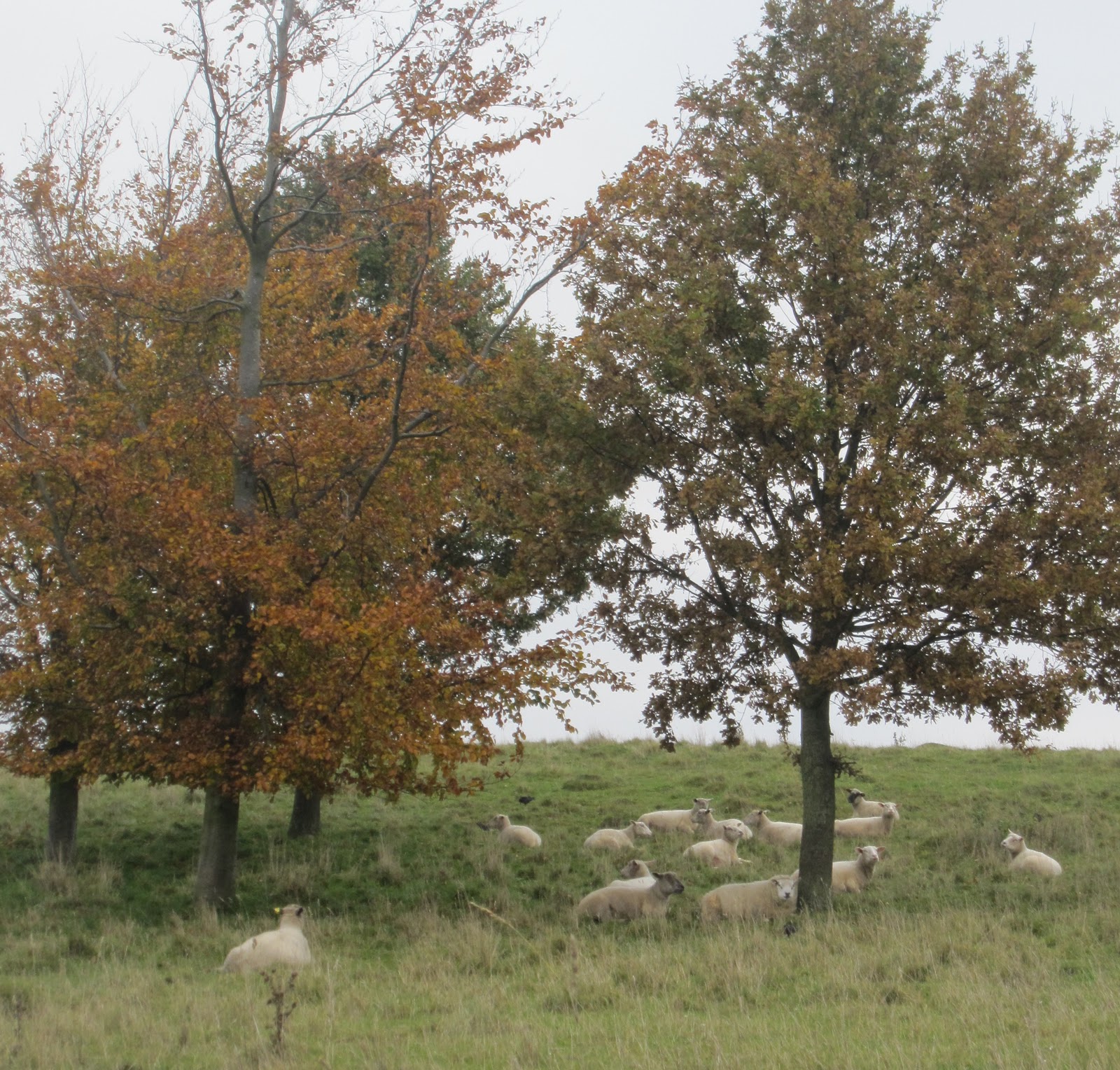 Oxie i världen: Översiktsplan och begivenheter, Oxiestuk