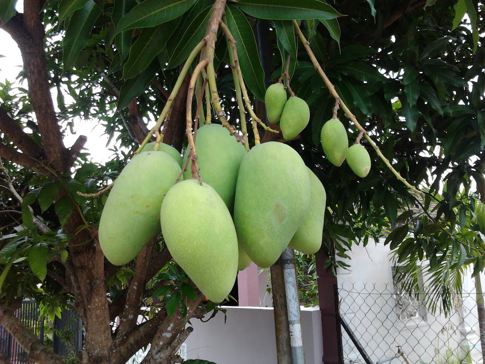 angost,wife and kids...: Pelam oh mempelam at my mom house