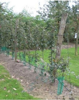 Inheems- en uitheems fruit: Plant fruitbomen op heuveltjes als je natte ...
