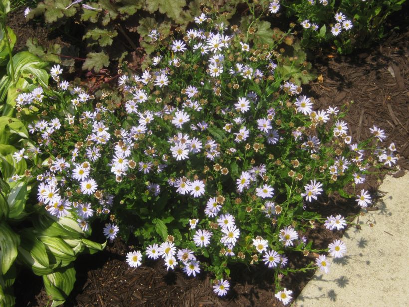 Future Plants by Randy Stewart: Kalimeris - Japanese Aster