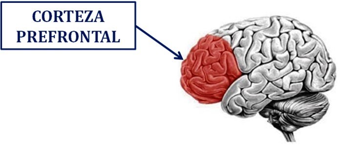 Mis Tdah Favoritas: EL TRASTORNO POR DEFICIT DE ATENCION E ...