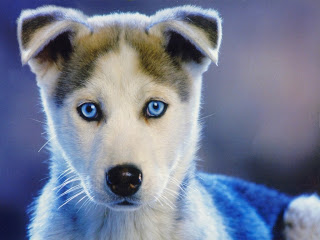Siberian Husky Reviews and Pictures, Photos