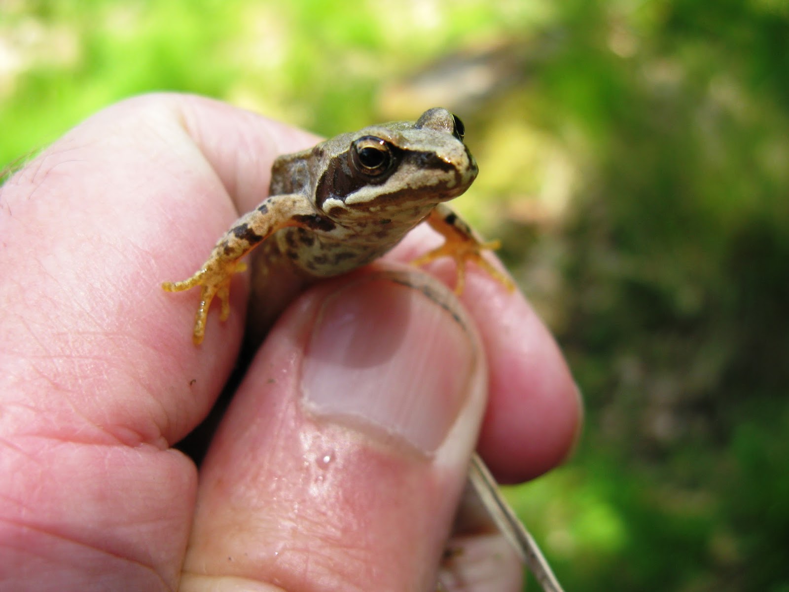 Professor P.Brain's blog: Frog Spit