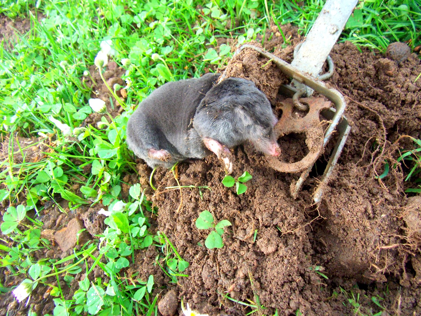 Magnon's Meanderings: Bloody Moles.