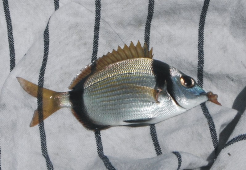 South Coast Bass by RockHunter: Fishing in the Aeolian Islands: Part 1 ...