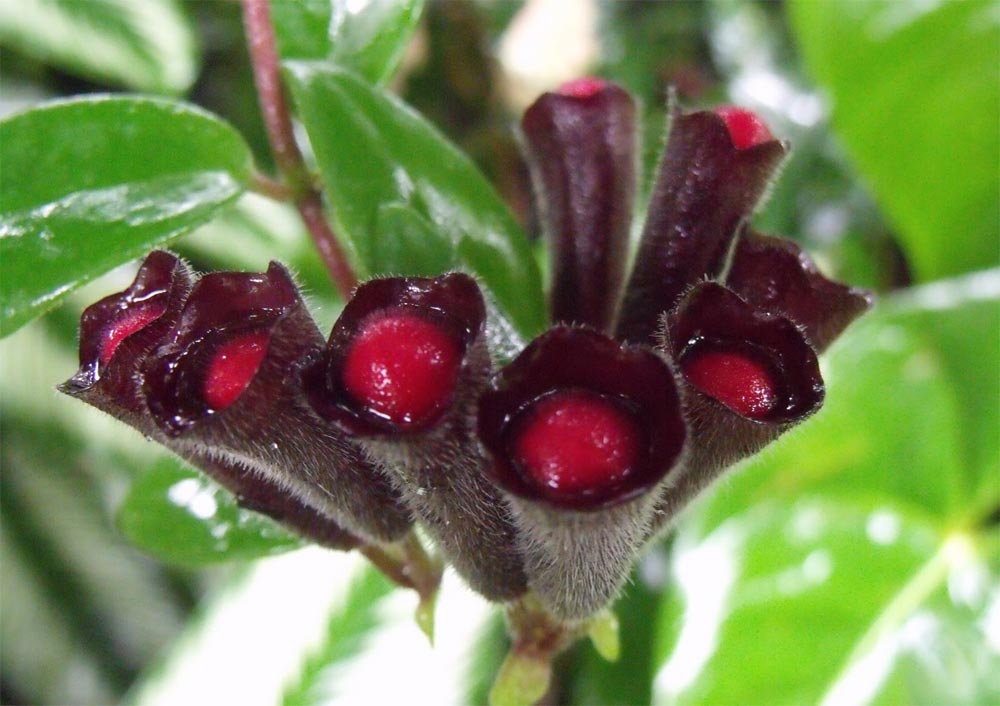 miosotis: FLOR-BATOM