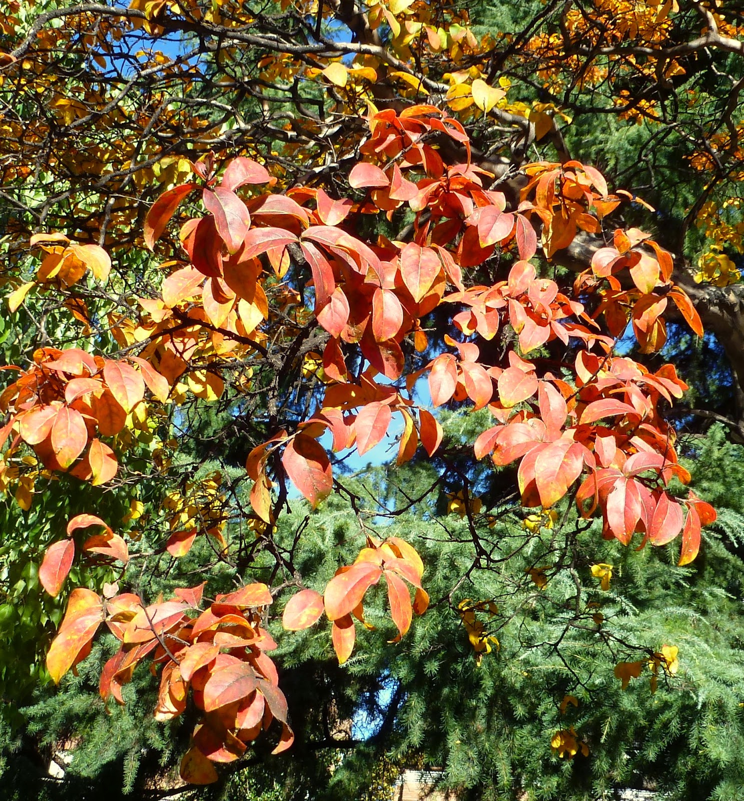 Árboles con alma: Arbol de Júpiter. (Lagerstroemia índica)