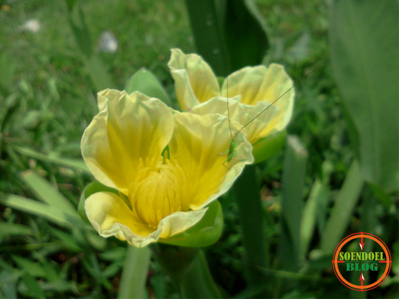 Sundul Langit: Bunga Wewehan dan Belalang kecil