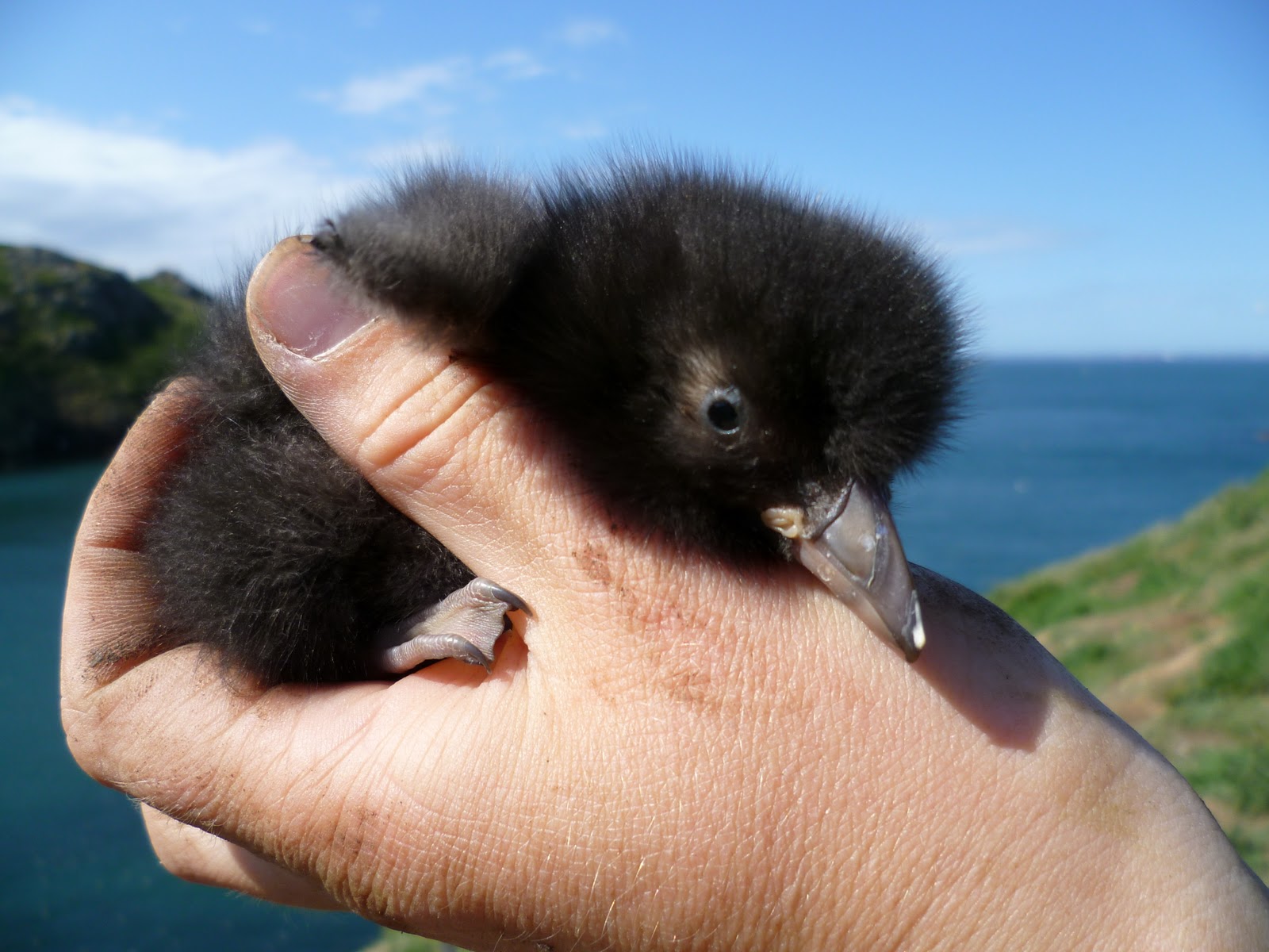 Across the Pond: 10 Reasons you should LOVE Puffins