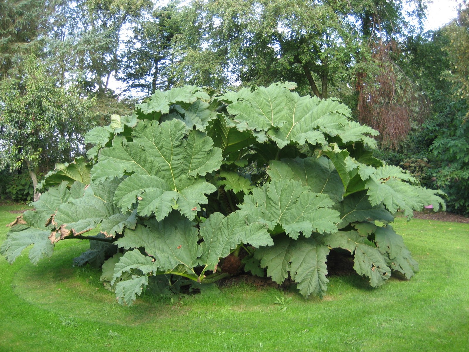 Fru Pedersens have: Gunnera