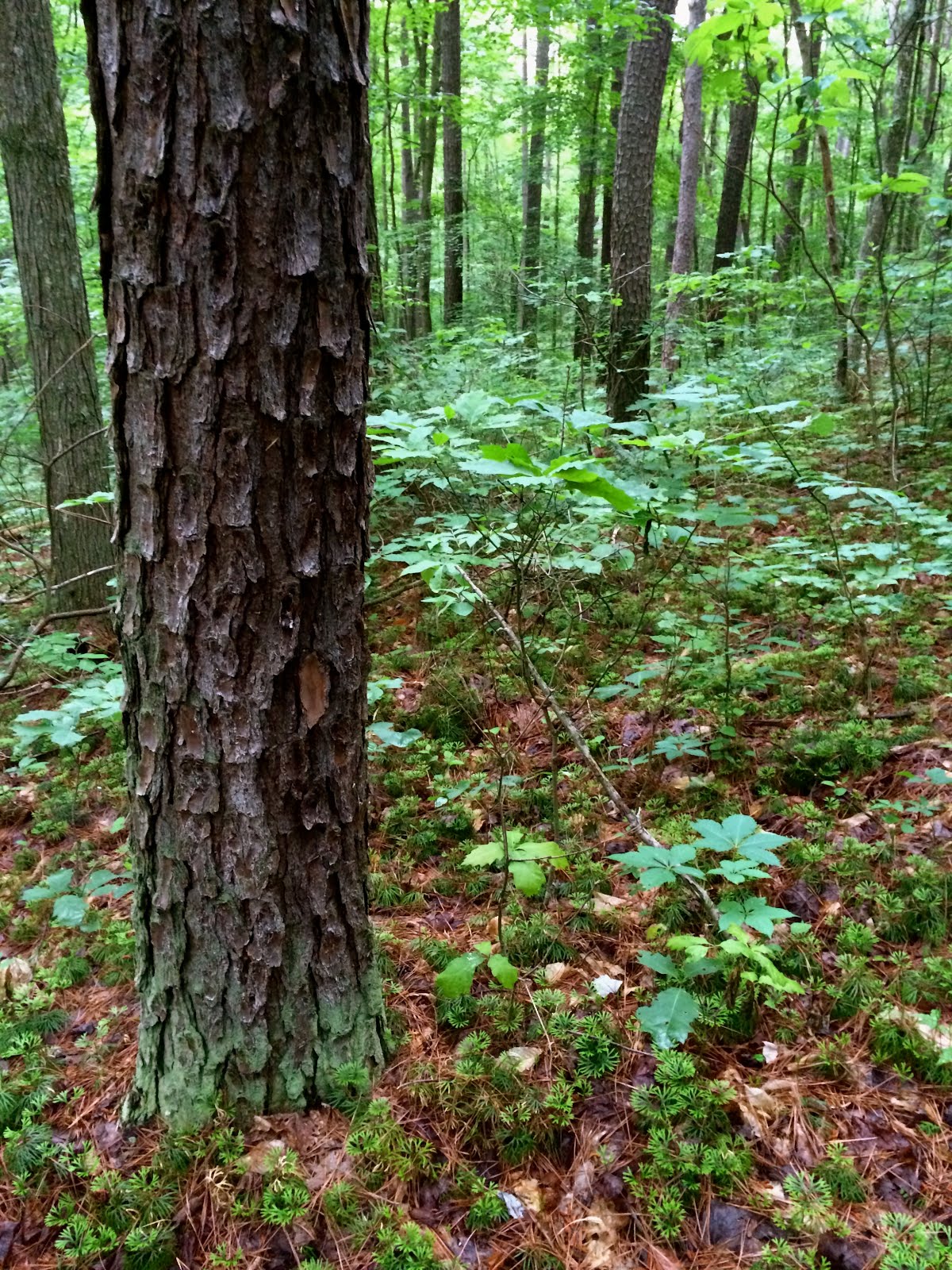 Ecology of Appalachia: A Summer in the Woods: Part 1