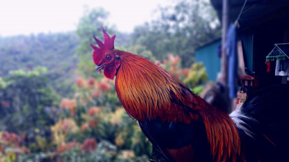 Qaib Dib | HmongPhoto