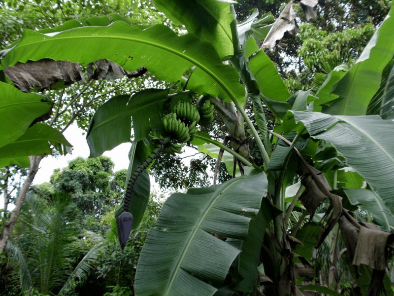 Banana (Musa spp.)