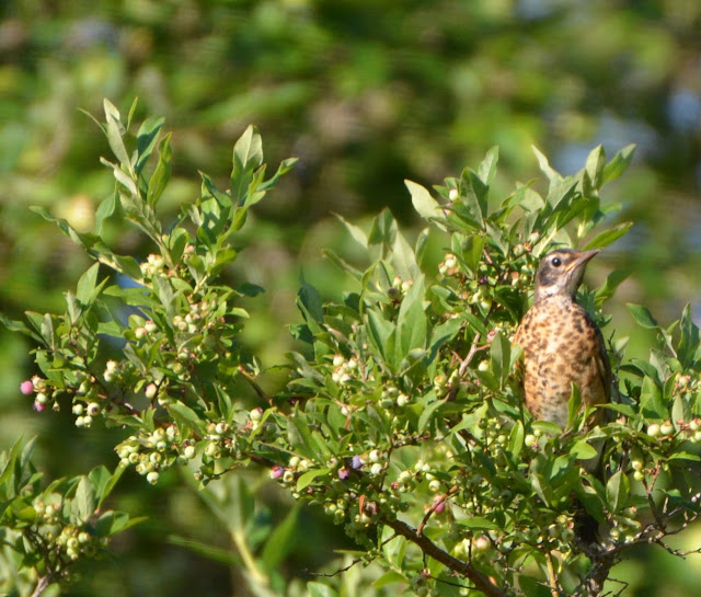 Flower Hill Farm: Looking Back Wildly Native Highbush Blueberries ...