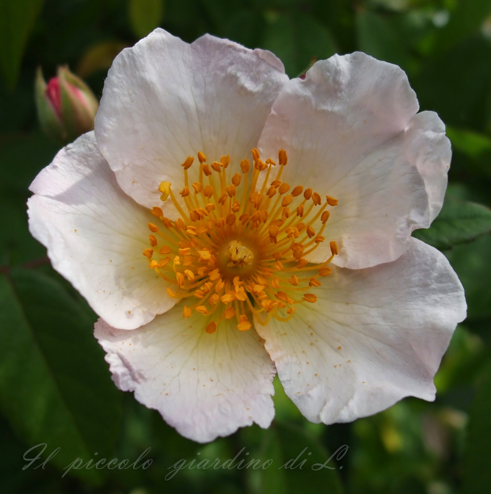 Il piccolo giardino di L.: Un ibrido di moschata poco conosciuto: la ...
