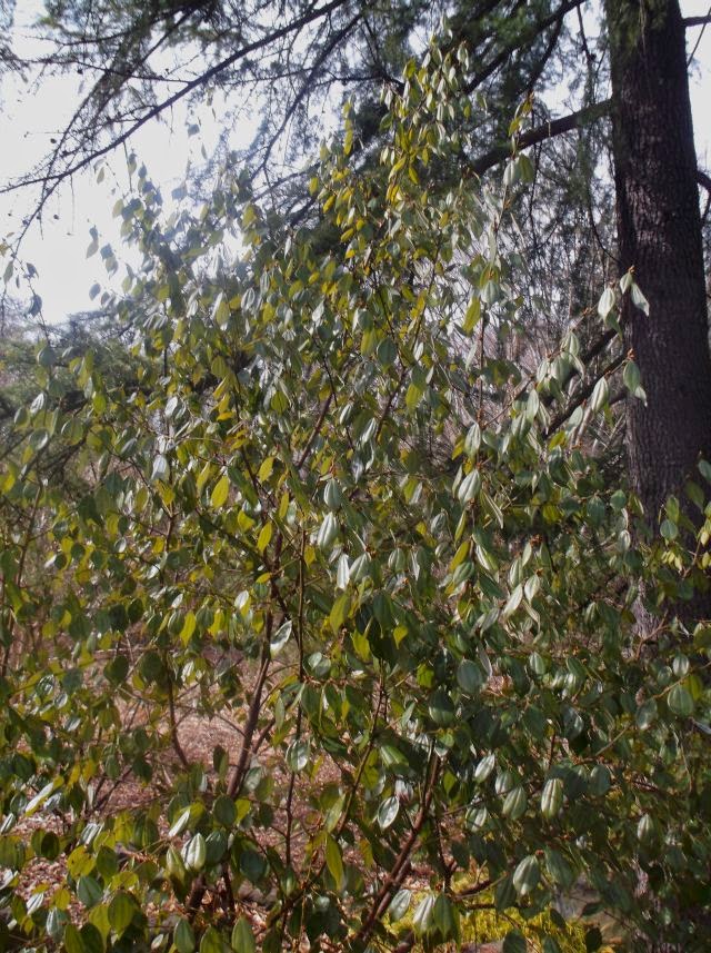 Future Plants by Randy Stewart: Spicebushes - The Lindera's