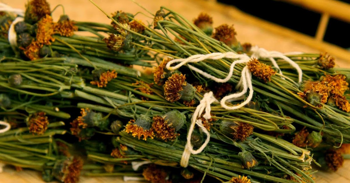 In Pursuit of Local Teas - Strawberry Leaf and Navajo Teas