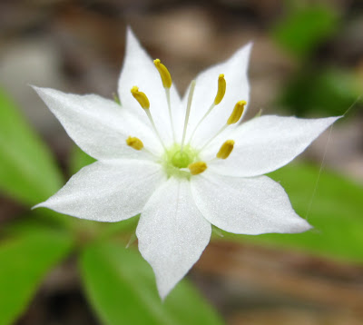 The Joyce Road Neighborhood: Spring Wildflowers