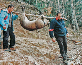 SaveTheDogs.es: LA EXTINCIÓN DEL BUCARDO: Otra paradoja humana