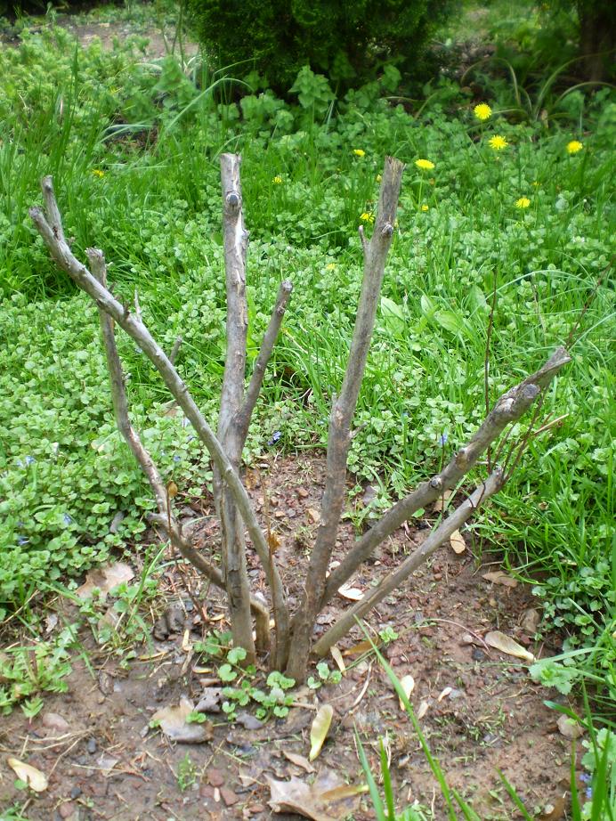 Green Jean: crepe myrtle