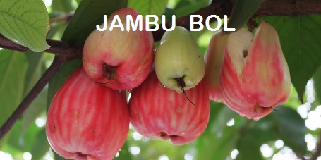 Anim Agro Technology: JAMBU BOL