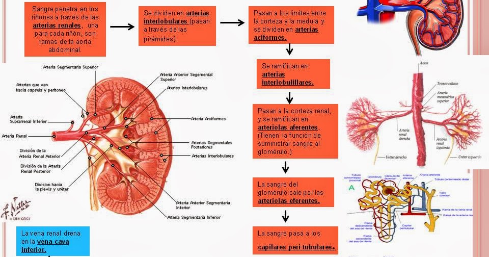 VASOS SANGUÍNEOS RENALES. | Blog de Fisiología Médica