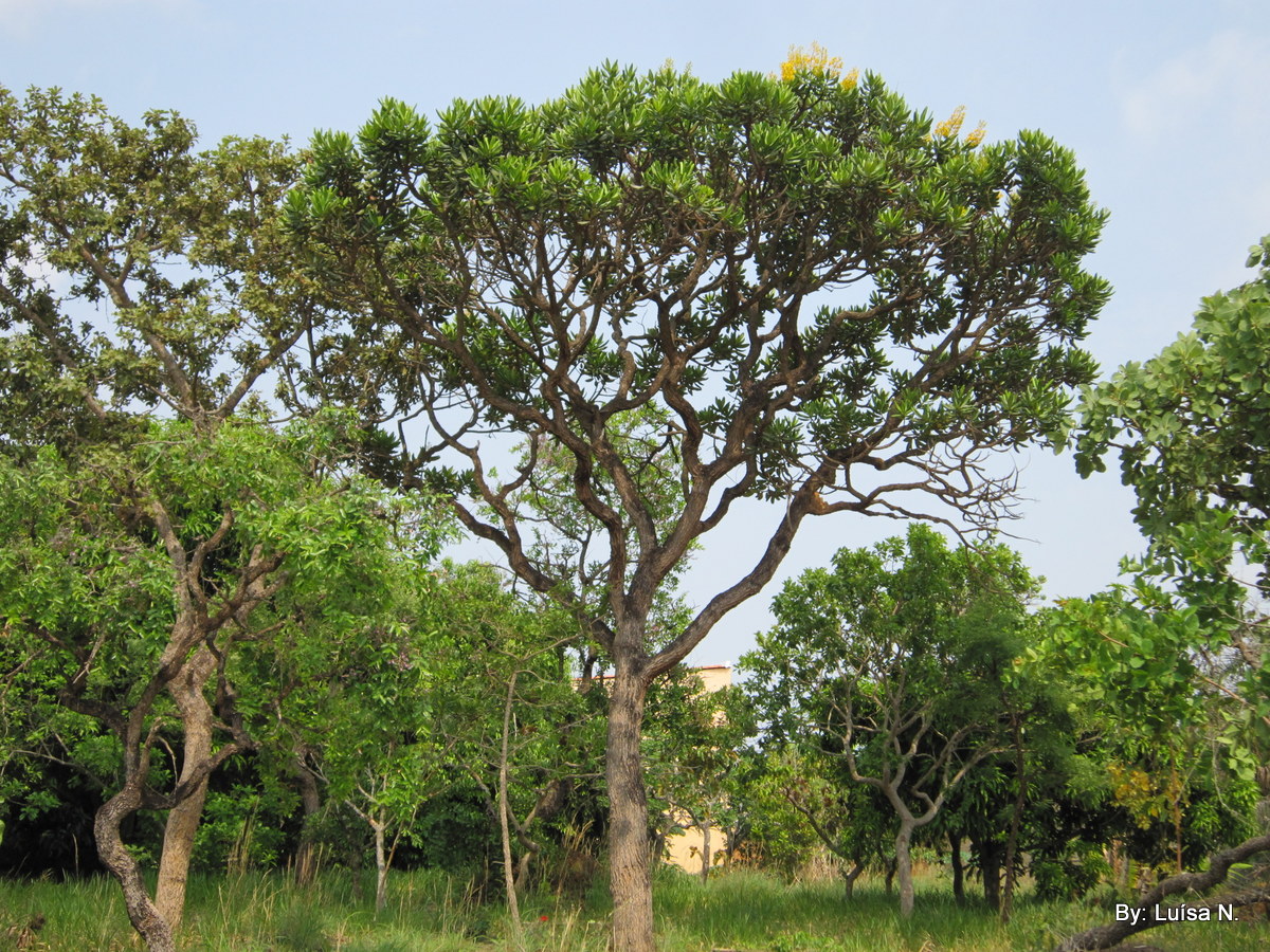 _mul_ti_vi_as_: Via Verde: Gomeira, Uma Árvore Nativa do Cerrado