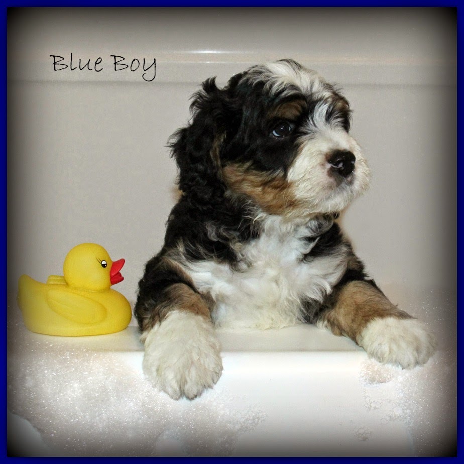 Bernedoodle Puppies (Bernesedoodle / Bernese Mountain Doodles): July 2014
