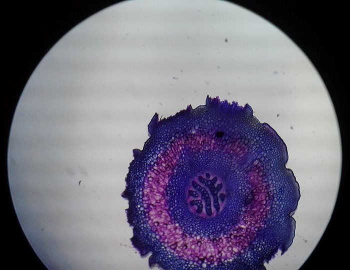 PTERIDOPHYTAS: RESULTADOS