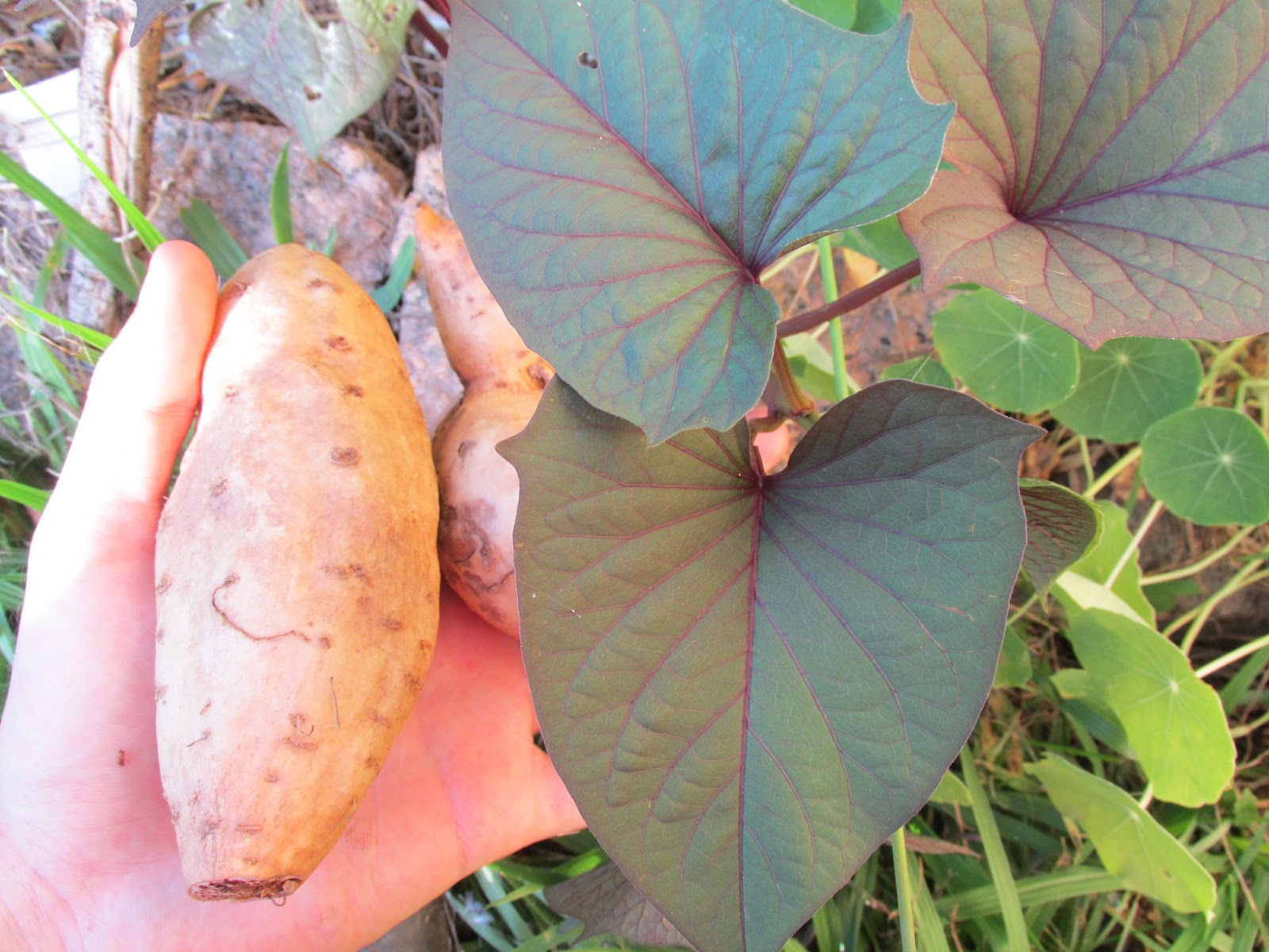 .: Batatas Doces Coloridas e suas Folhas