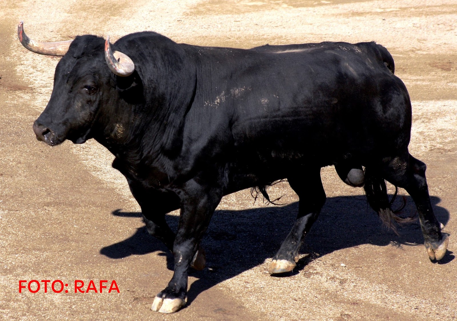 Toreo en Red Hondo: CÉRET DE TOROS, 2016 (y 3): SALTILLO