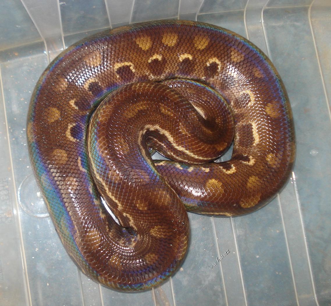 Mineira Pasárgada, Uberlândia do cerrado: Jibóia arco-íris