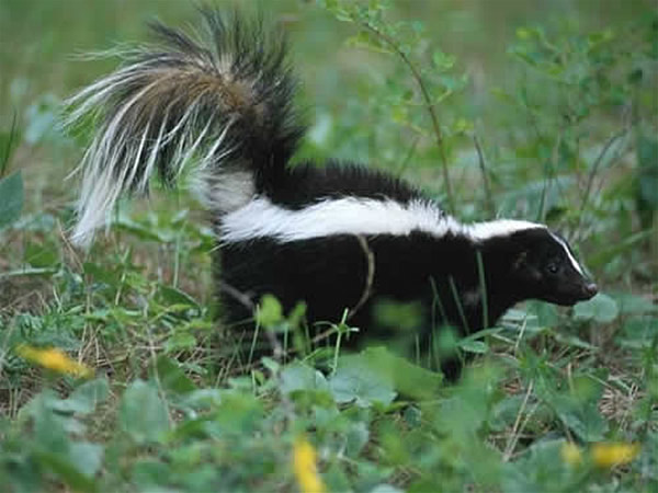Skunk | The Life of Animals