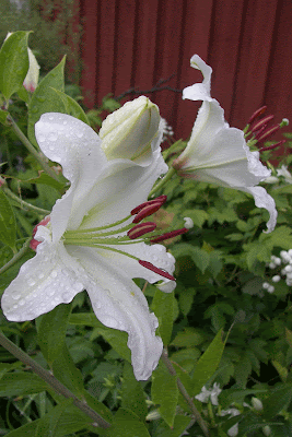 My rented garden: Minns ni mitt experiment eller konsten att inte gräva...