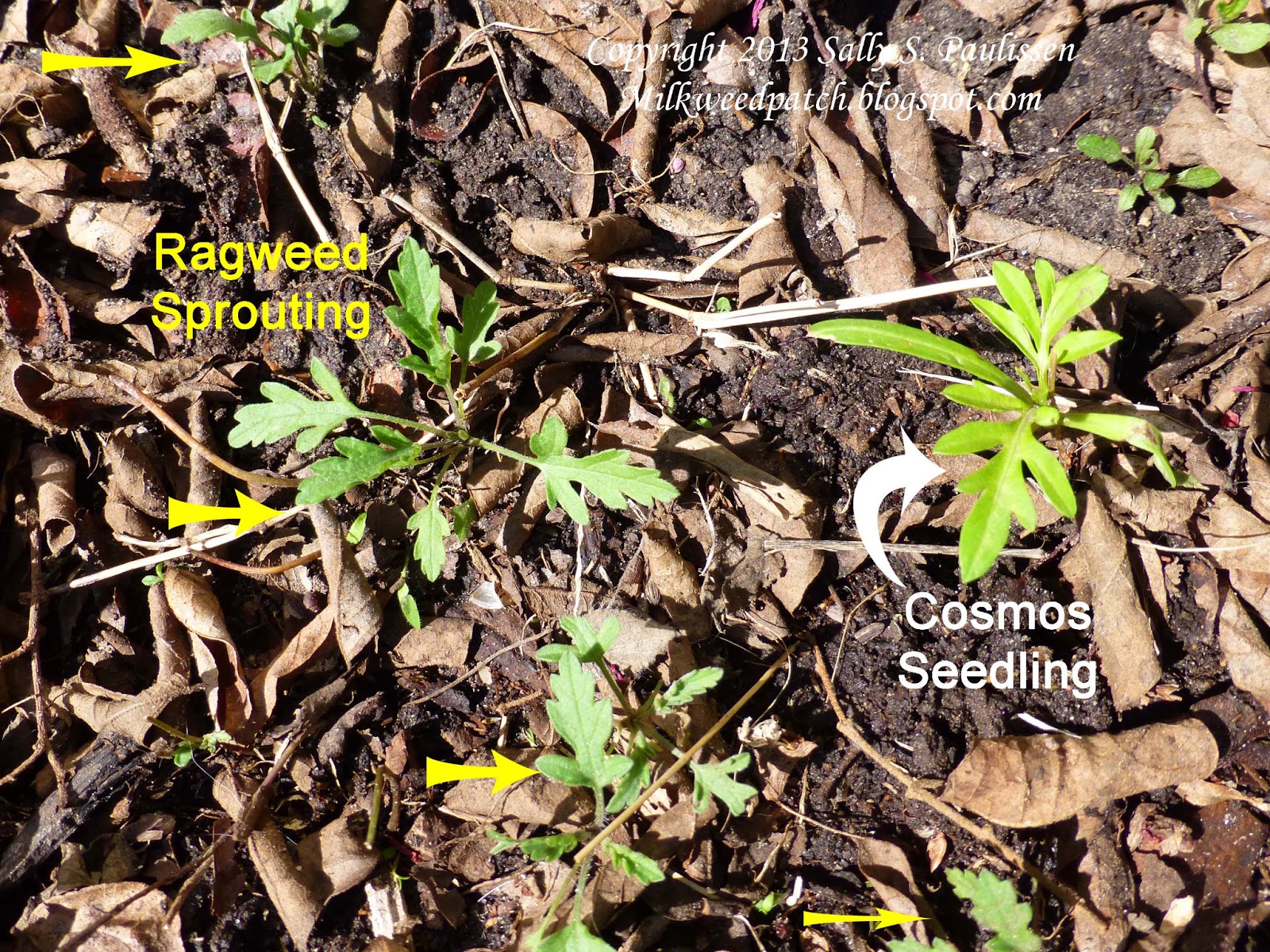 The Milkweed Patch: Ragweed or Cosmos?