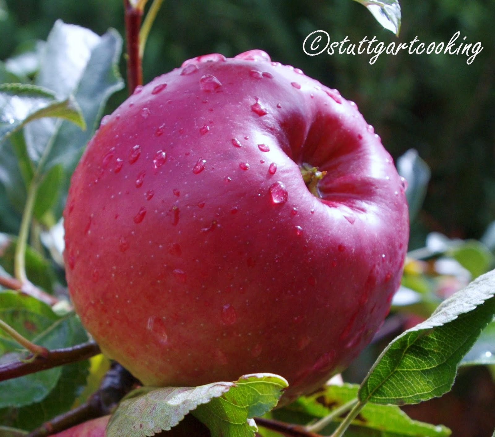 stuttgartcooking: Der Apfel ist für mich eine ganz besondere Frucht
