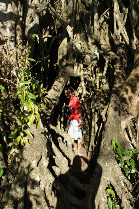 OUR PHILIPPINE TREES: The Mystic Balete Tree of Baler