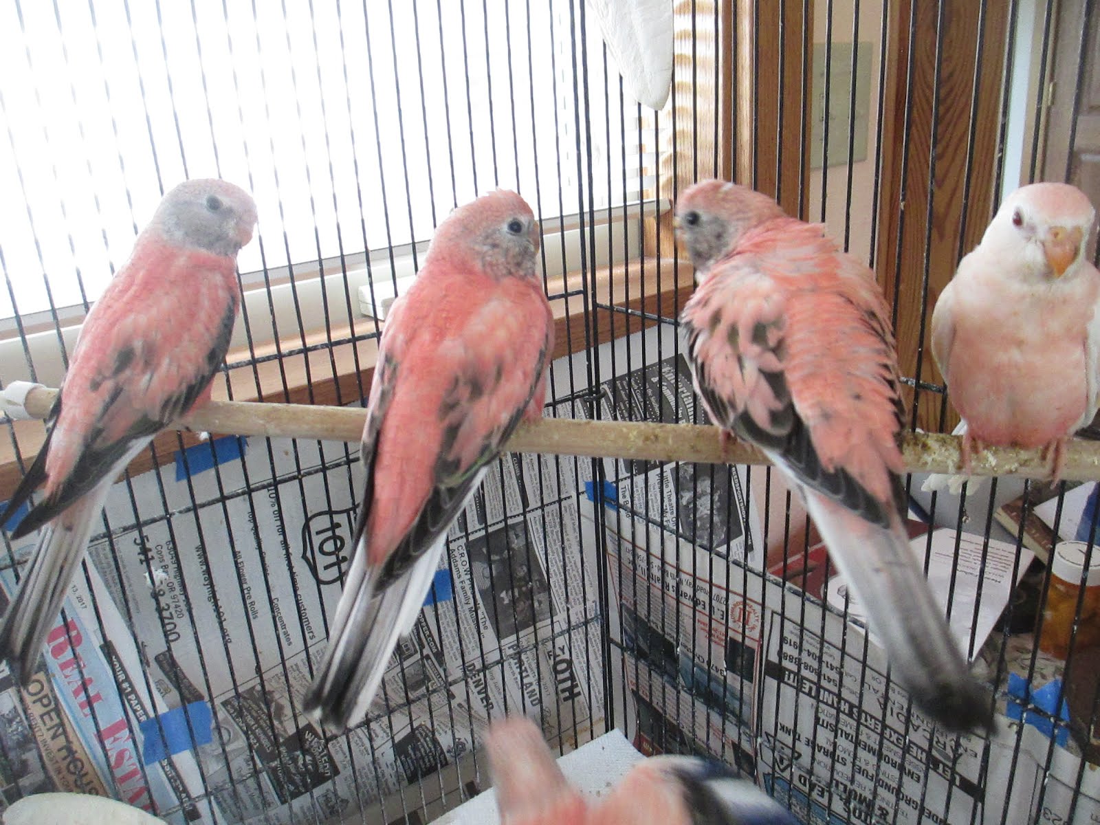 The Splendid Bourke Bird Blog: Baby Bourke Parakeet April, 2017 Update