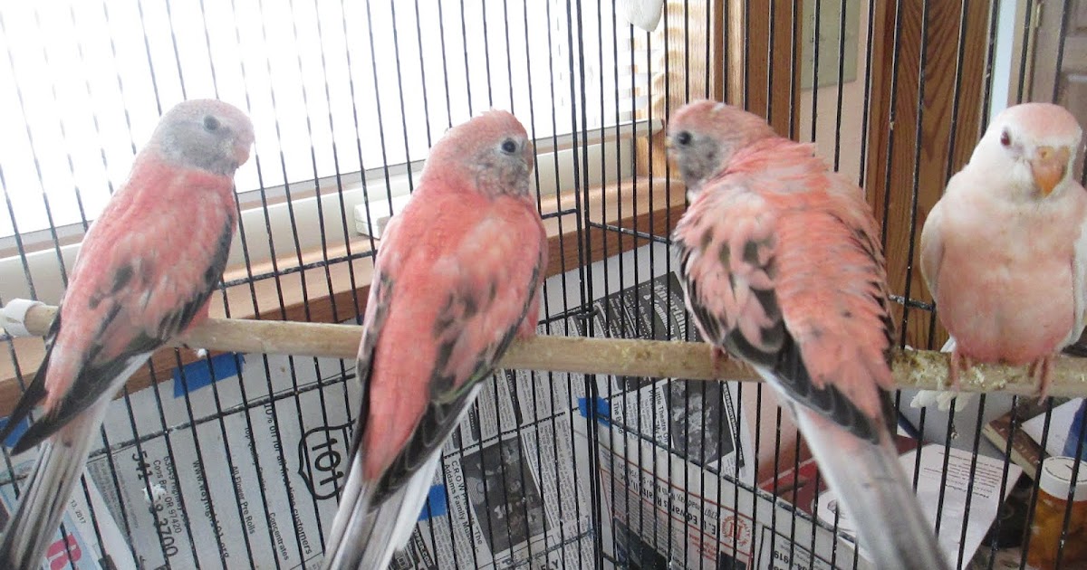 The Splendid Bourke Bird Blog: Baby Bourke Parakeet April, 2017 Update