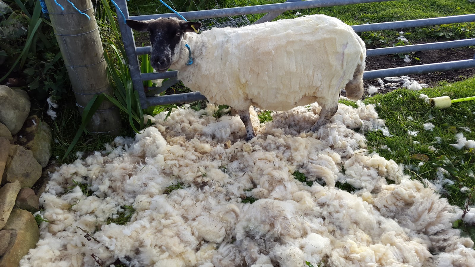 Planting dreams Growing blessings: Hair do of a sheep