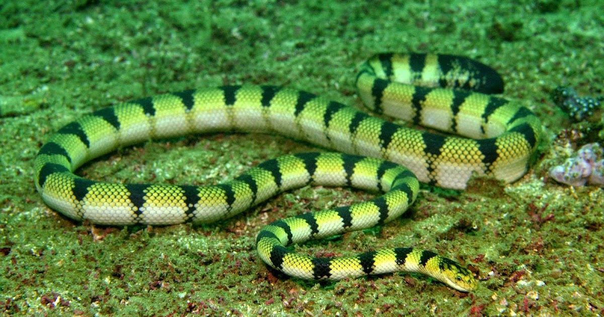 Ular Asli Indonesia: Ular Laut Kuning (Hydrophis spiralis)