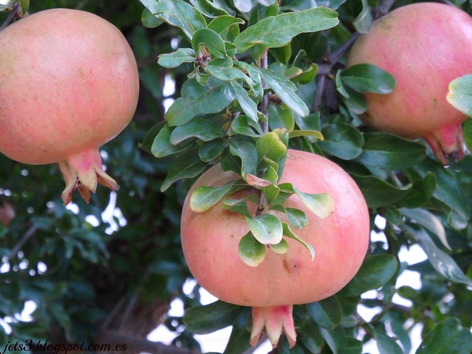 Punica Granatum (Granado)