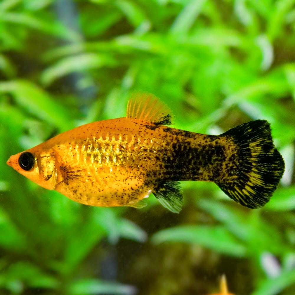 MOLLY FISH photos - wallpapers | the fun bank